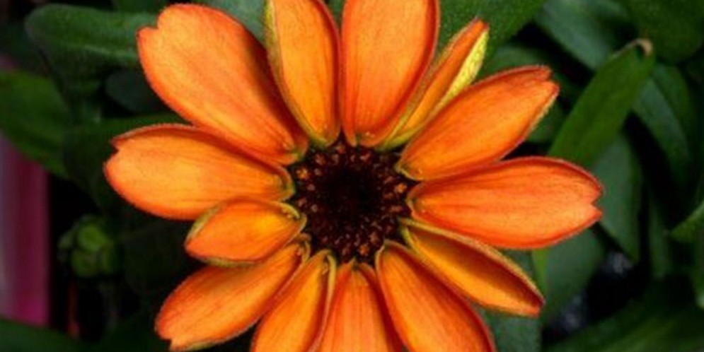 Flower blooms in space? Nasa's Scott Kelly Shares Photo of First Flower ...