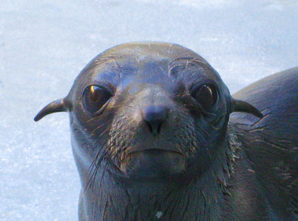 Guadalupe fur seal rescued off Vancouver Island dies - Canada Journal ...