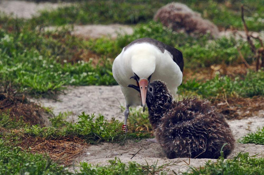 Albatross Wisdom Hatches 40th Chick In Hawaii Nesting Colony, Even At ...