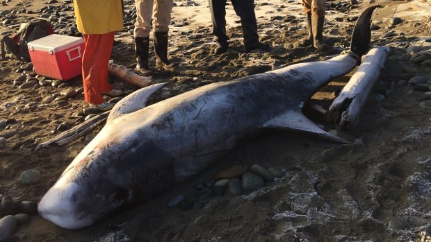 Body of rare dolphin washes up in Haida Gwaii (Video) - Canada Journal ...