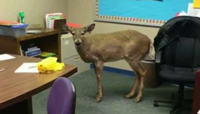 Deer jumps through window into North Arlington school "Photo" - Canada ...