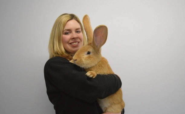 Giant continental rabbit from Scotland in need of a new home "Photo ...