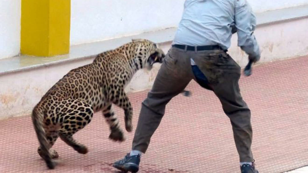 Leopard enters school in India, attacks six (Video) - Canada Journal ...