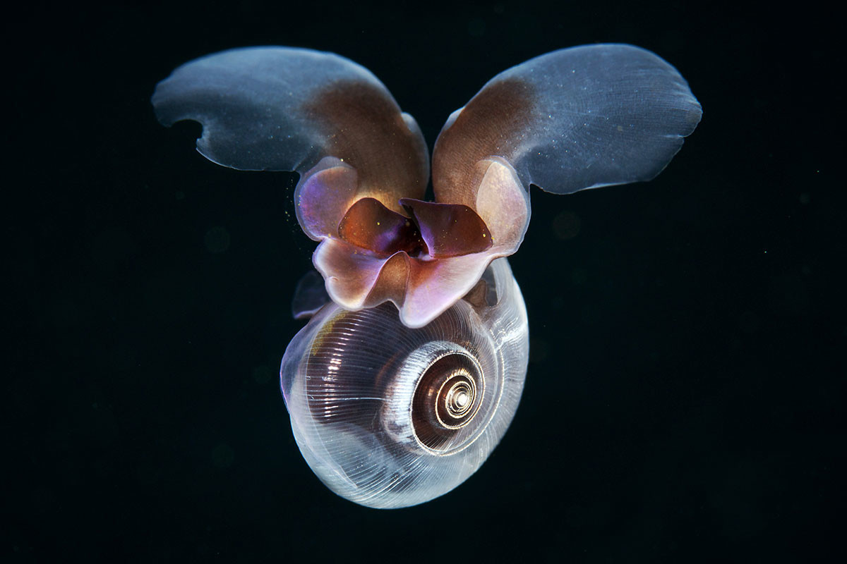Limacina Helicina: Tiny snail 'flies' through the ocean like a ...