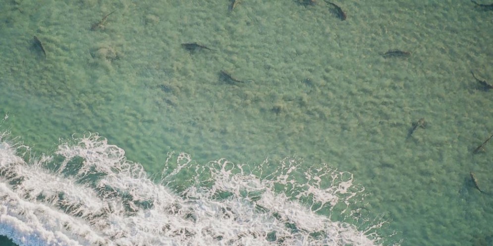 Sharks migrating off coast of Florida by the thousands "Video" - Canada ...