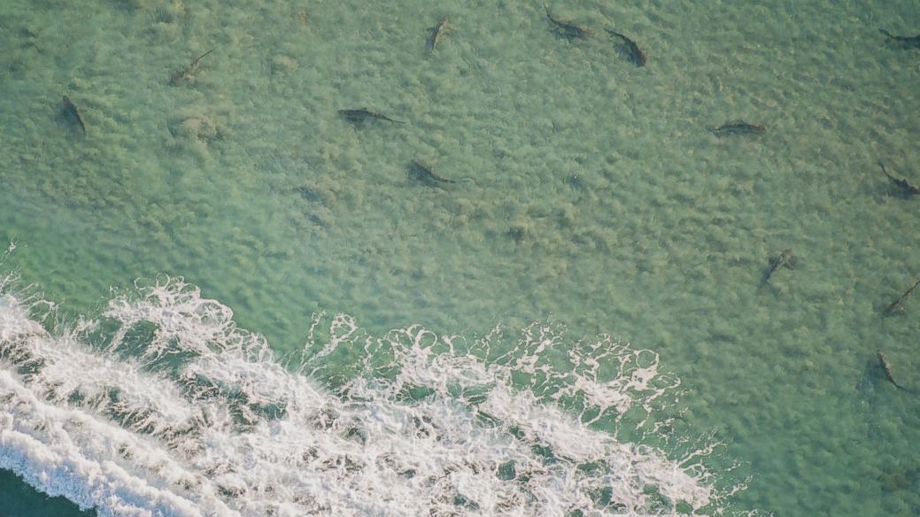 Sharks migrating off coast of Florida by the thousands "Video" - Canada ...