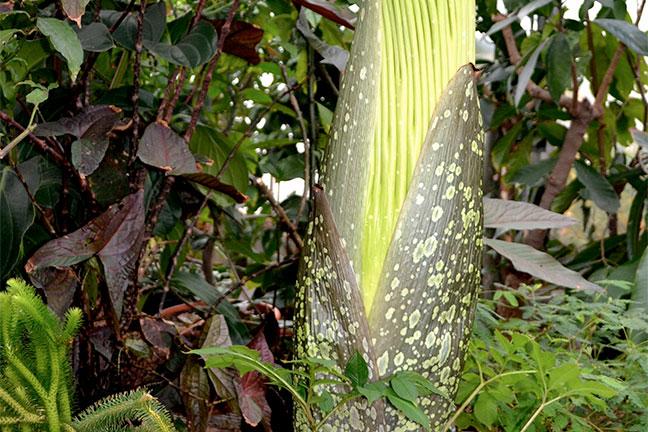 Stench-Ridden Corpse Flower Blooms At University of Minnesota (Video ...