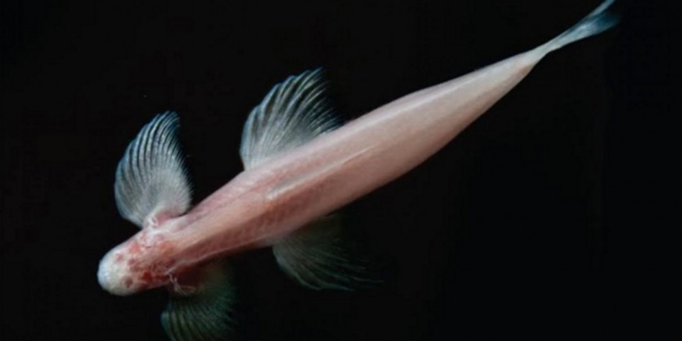 Cryptotora Thamicola: Blind fish that crawls on land holds clues to ...