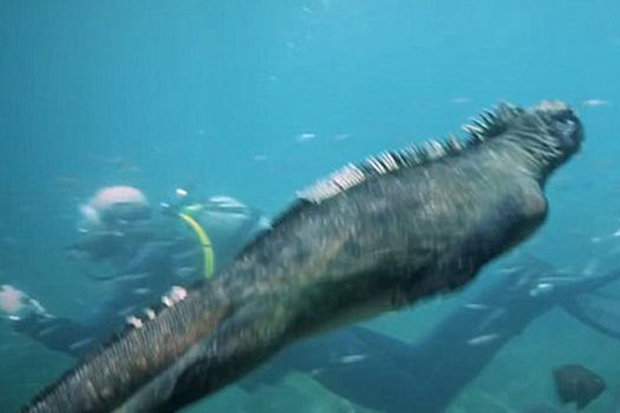Godzilla monster filmed swimming with divers in Pacific Ocean "Video ...