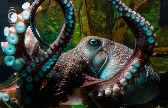 Inky the Octopus Escapes New Zealand Aquarium, Finds Freedom In Ocean ...