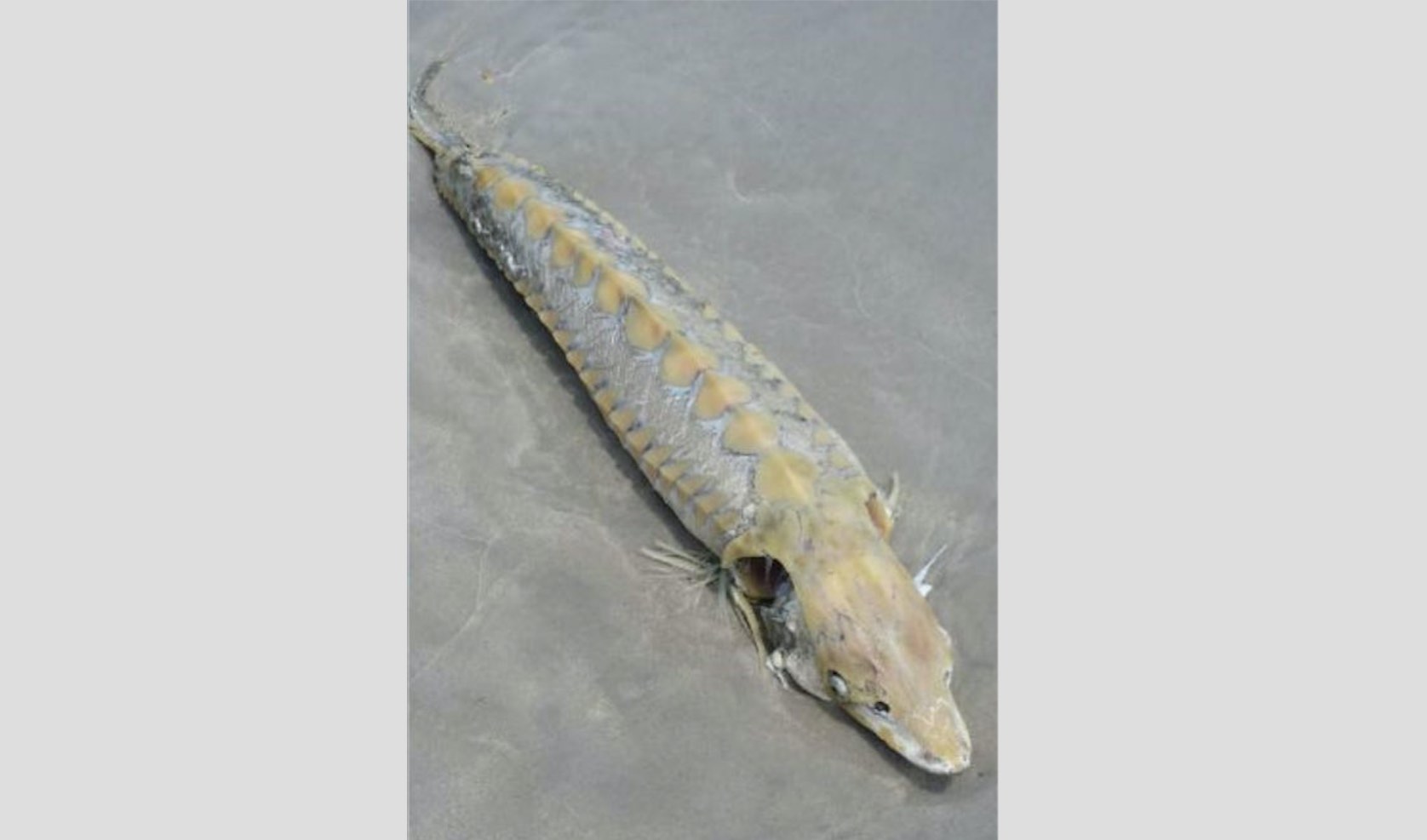 Bizarre fish washes ashore on Carolina Beach (Photo) - Canada Journal ...