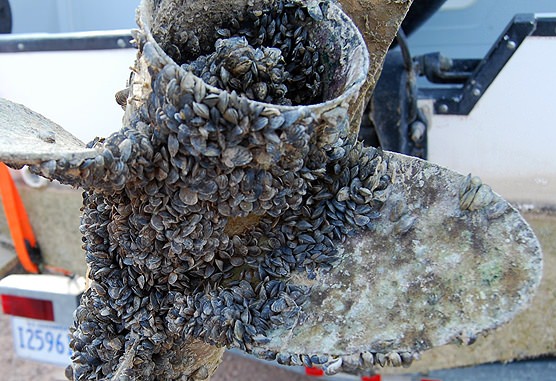 Boats intercepted with zebra mussels in British Columbia, Report ...