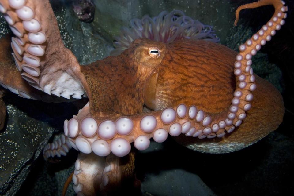 Cephalopods thrive in warm oceans: Why are octopuses and squids taking ...