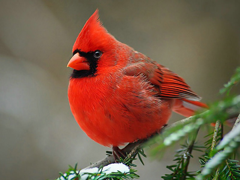 Researchers uncover 'gene-coded enzyme' responsible for red in birds ...