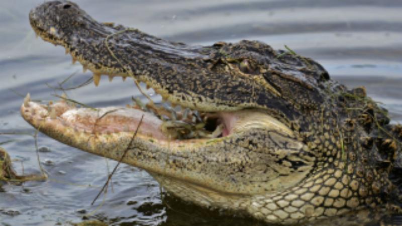 Can you really escape an alligator if you run in a zigzag? - Canada ...