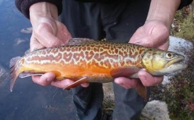 Diamond Lake: Inaugural stocking of tiger trout - Canada Journal - News ...