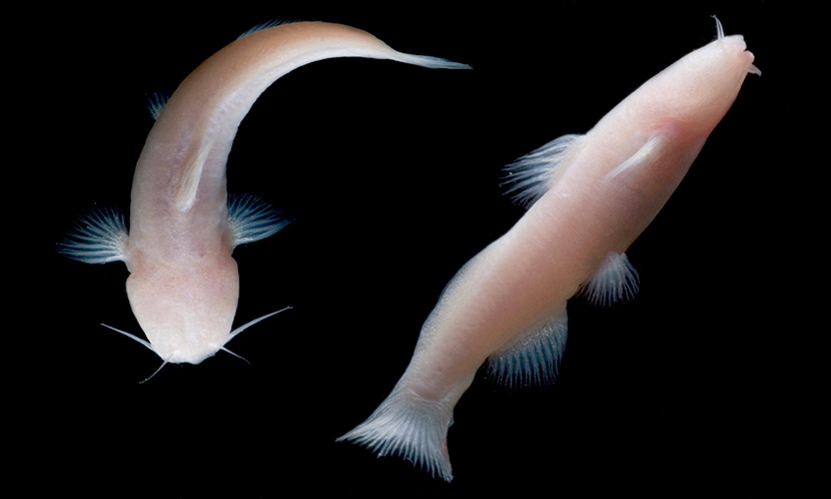 Eyeless catfish from Mexico found in Texas cave (Photo) - Canada ...