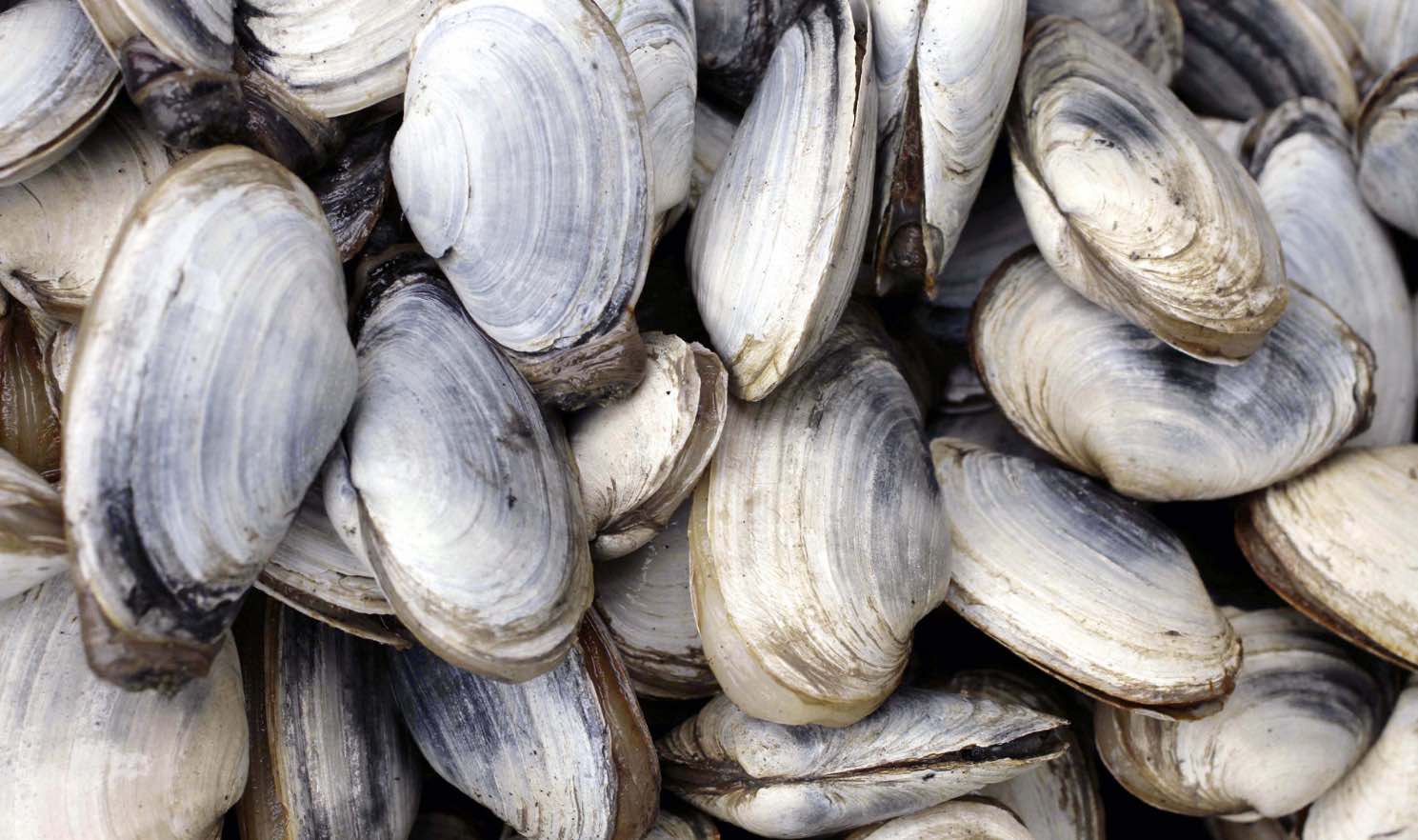 Transmissible Cancers Plague Mollusks, says new research - Canada ...