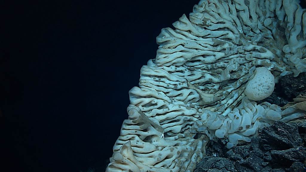 Researchers discover largest sponge known in the world - Canada Journal ...