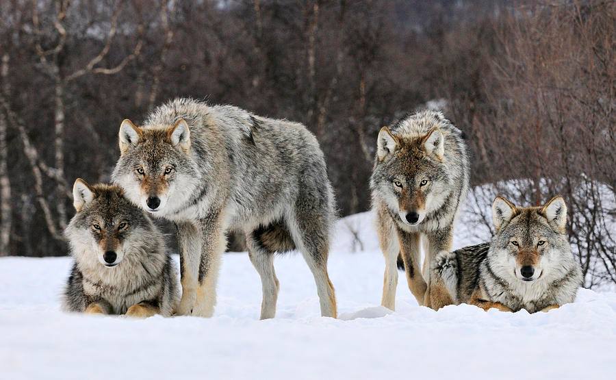 Wolf warning issued for Banff National Park, Report - Canada Journal ...