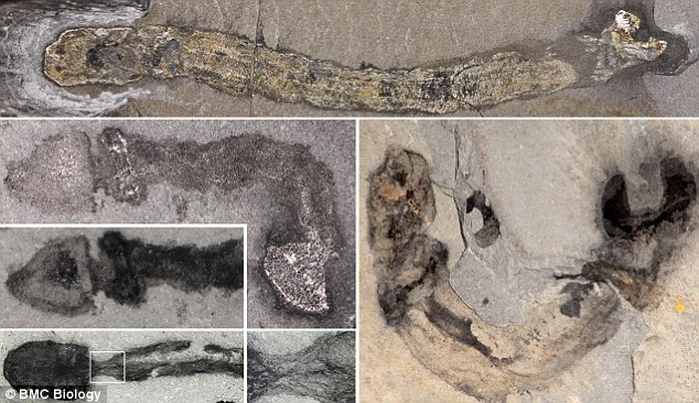 500-Million-Year-Old Worms Lived in Tube-Like Houses - Canada Journal ...