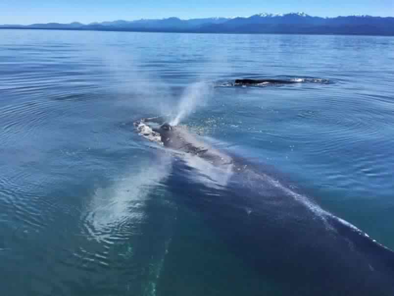 Big groups of humpbacks reported "Photo" - Canada Journal - News of the ...