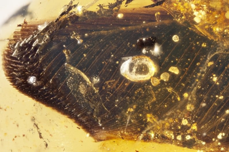 Bird wings trapped in amber are a fossil first from the age of ...