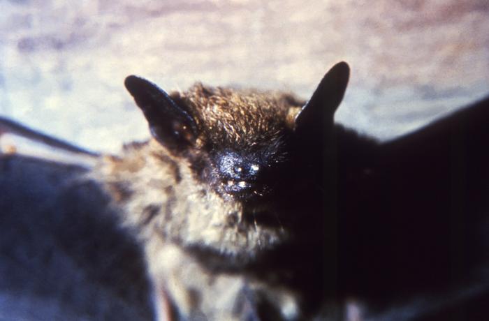 Hamilton has first confirmed case of bat rabies of 2016, Report ...