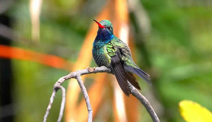 Hummingbird Vision Wired to Avoid Collisions, Says New Research ...