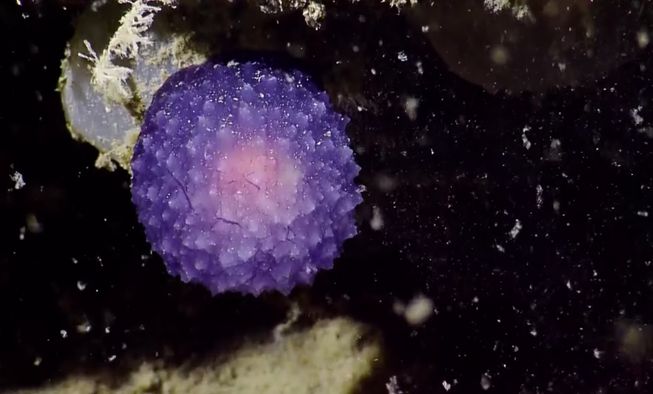 Mystery purple blob discovered on ocean floor (Video) - Canada Journal ...