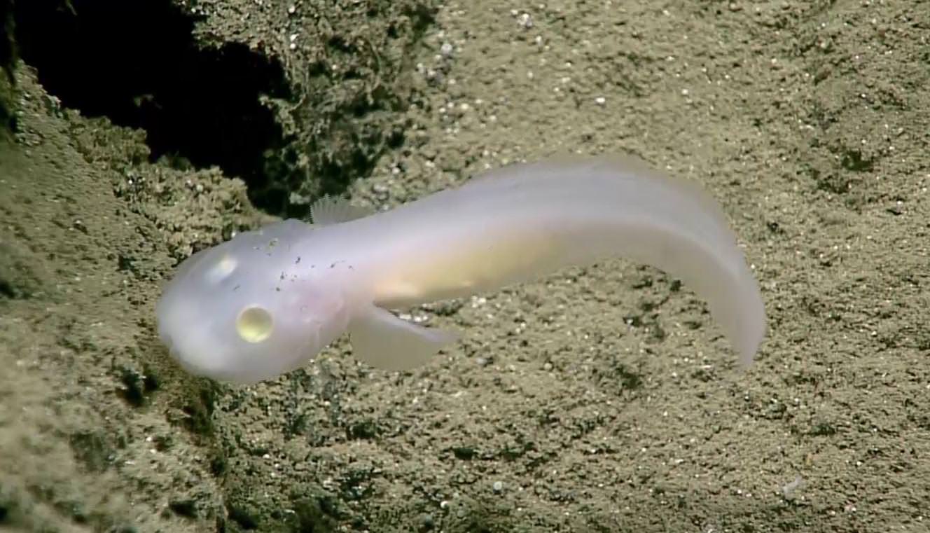 Scientists discover new type of eel-like fish in the Mariana Trench ... Scientists discover new type of eel-like fish in the Mariana Trench ...
