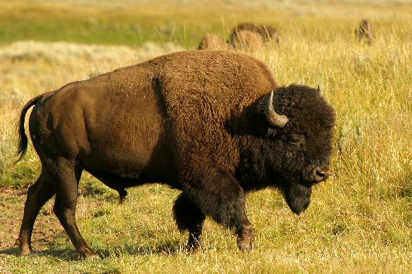 Scientists produce world's first wood bison using in vitro ...