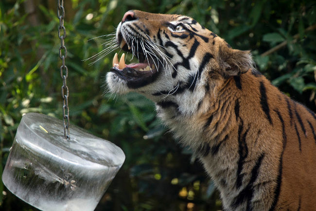Tiger Mauls Woman To Death At Beijing Wildlife Park (Video) - Canada ...