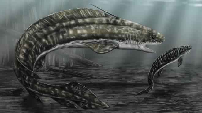 300-Million-Year-Old Shark Was a Cannibal, Finds New Research - Canada ...