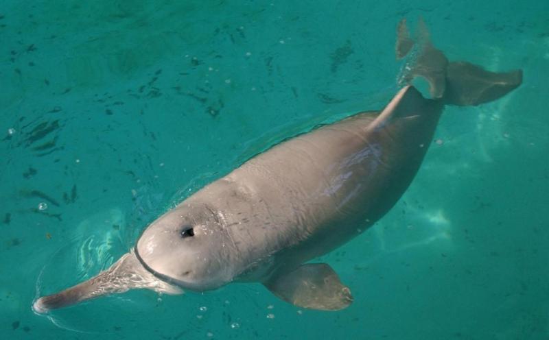 China's 'extinct' dolphin Baiji may have returned to Yangtze river, say ...