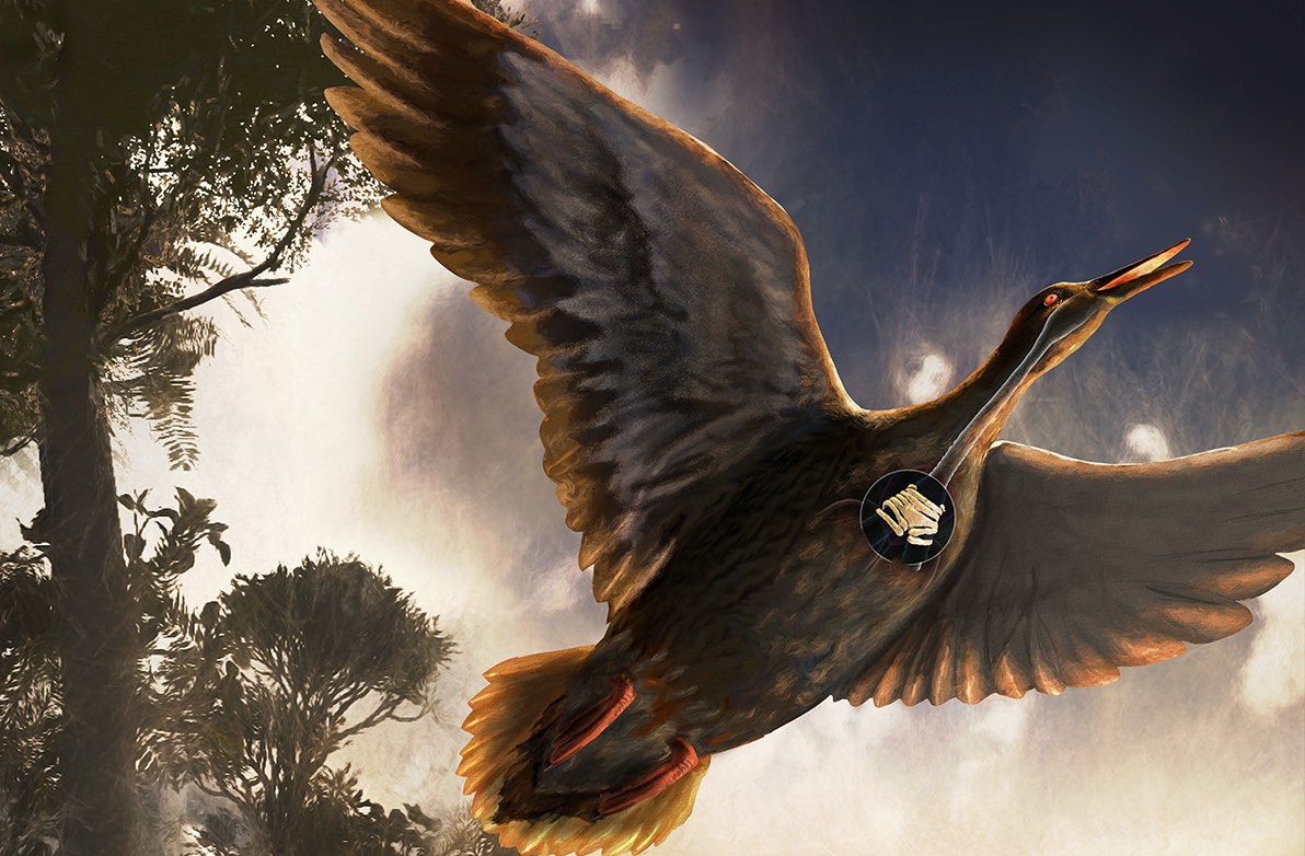 First singing birds lived over 66 million years ago, says new research ...