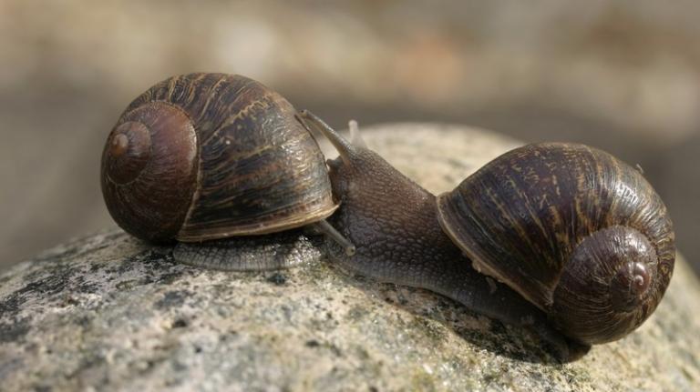 Help find Jeremy the 'lefty' snail a mate (Video) - Canada Journal ...