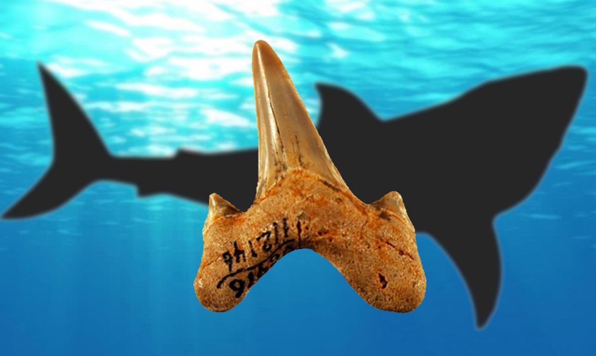Research reveals new extinct species of giant shark - Canada Journal ...