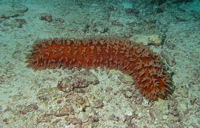 Researchers discover mechanisms of shape-shifting sea cucumbers ...
