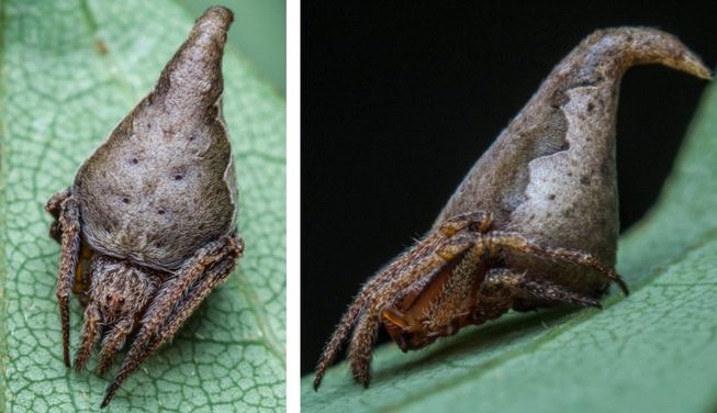 Eriovixia gryffindori: New spider species named after Harry Potter hat ...