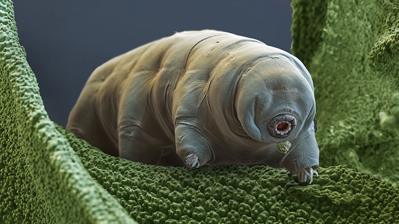 For the first time we can see how tardigrades mate (Video) - Canada ...