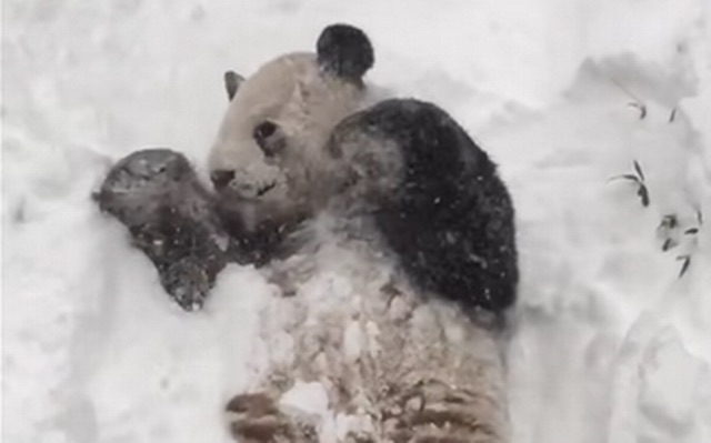 Giant panda Plays with a Snowman at Toronto Zoo (Video) - Canada ...