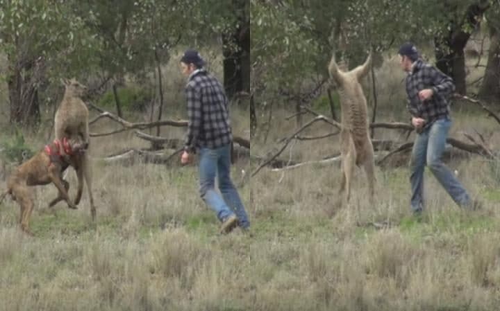 Man punches kangaroo in Australia to save his dog (Video) - Canada ...