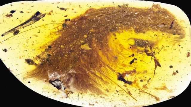 Scientists make breathtaking find encased in '99 million-year-old ...