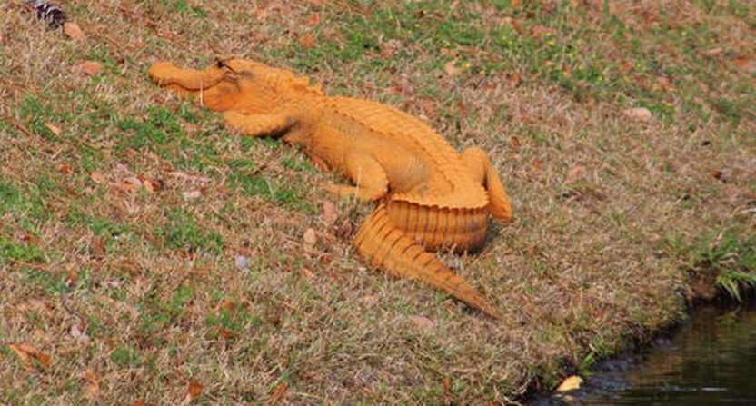Orange alligator gets snapped in South Carolina "Photo" - Canada ...