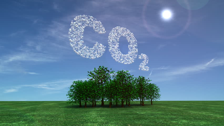 Research questions trees' ability to store carbon - Canada Journal ...