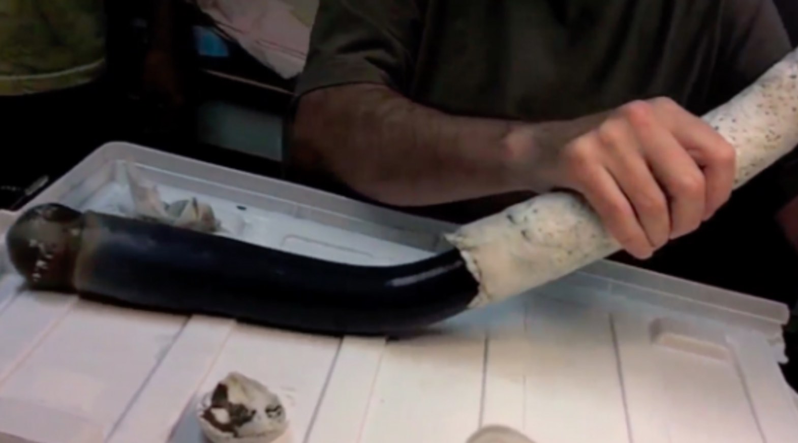 Marvel or monster? Scientists find first live specimen of fabled giant ...