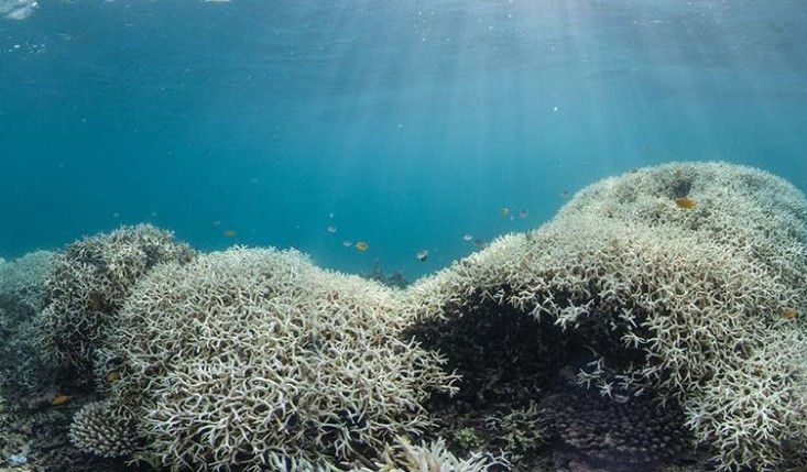 Researchers print 3D models of "Great Barrier Reef" in bid to save it ...