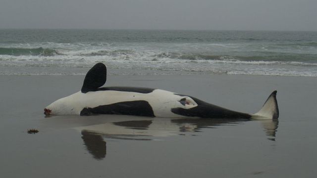 Dead orca found with extremely high levels of PCBs, Says new research ...