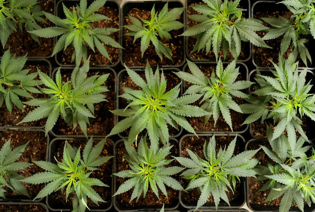 Marijuana may be able to improve memory, A New Study Reveals - Canada ...